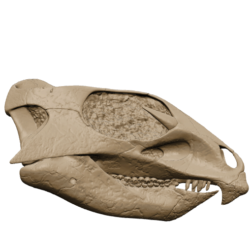 p3d.in - Aquilops Anatomy Sketch 12