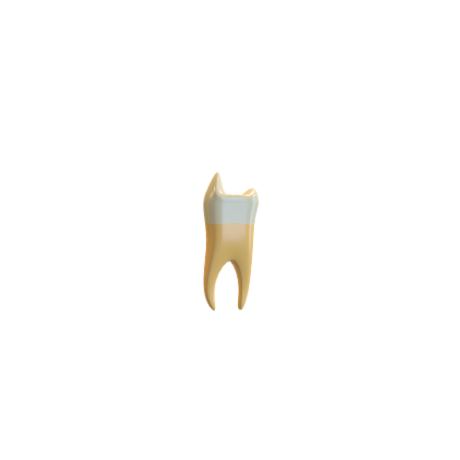 p3d.in - premolar