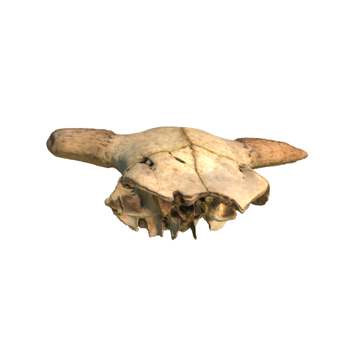 p3d.in - OX SKULL