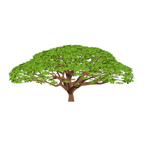 Guanacaste Tree Guanacaste Trees | Nikki Artwork