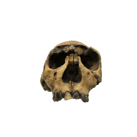 p3d.in - Homo ergaster Skull KNM-WT 15000