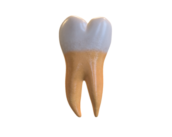 p3d.in - SEGUNDO MOLAR INFERIOR 47